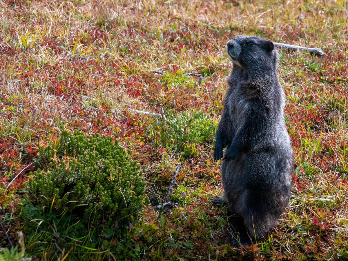 Wildlife safety in the Enchantments – Enchantments Guide